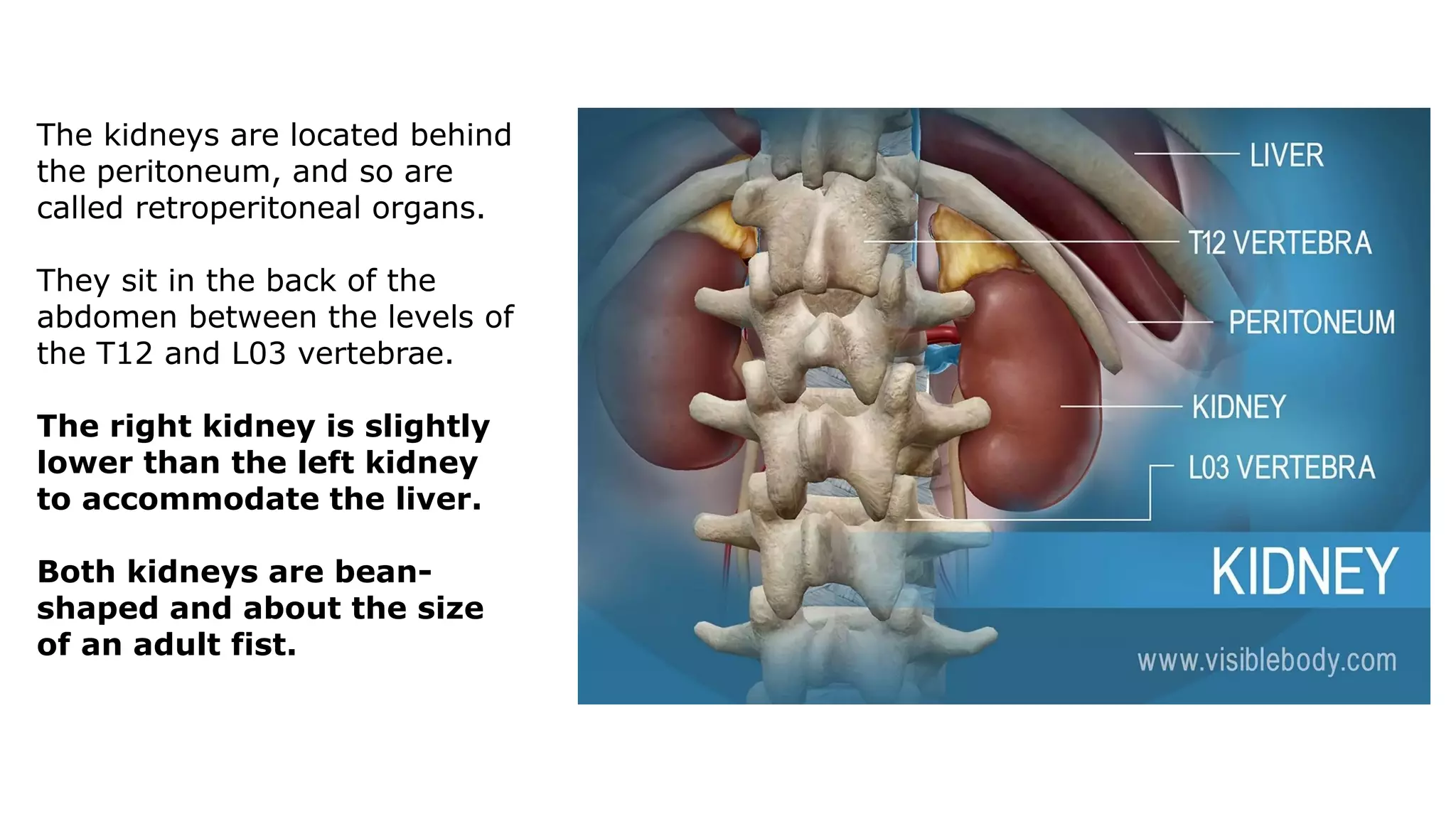 THE URINARY SYSTEM.pdf