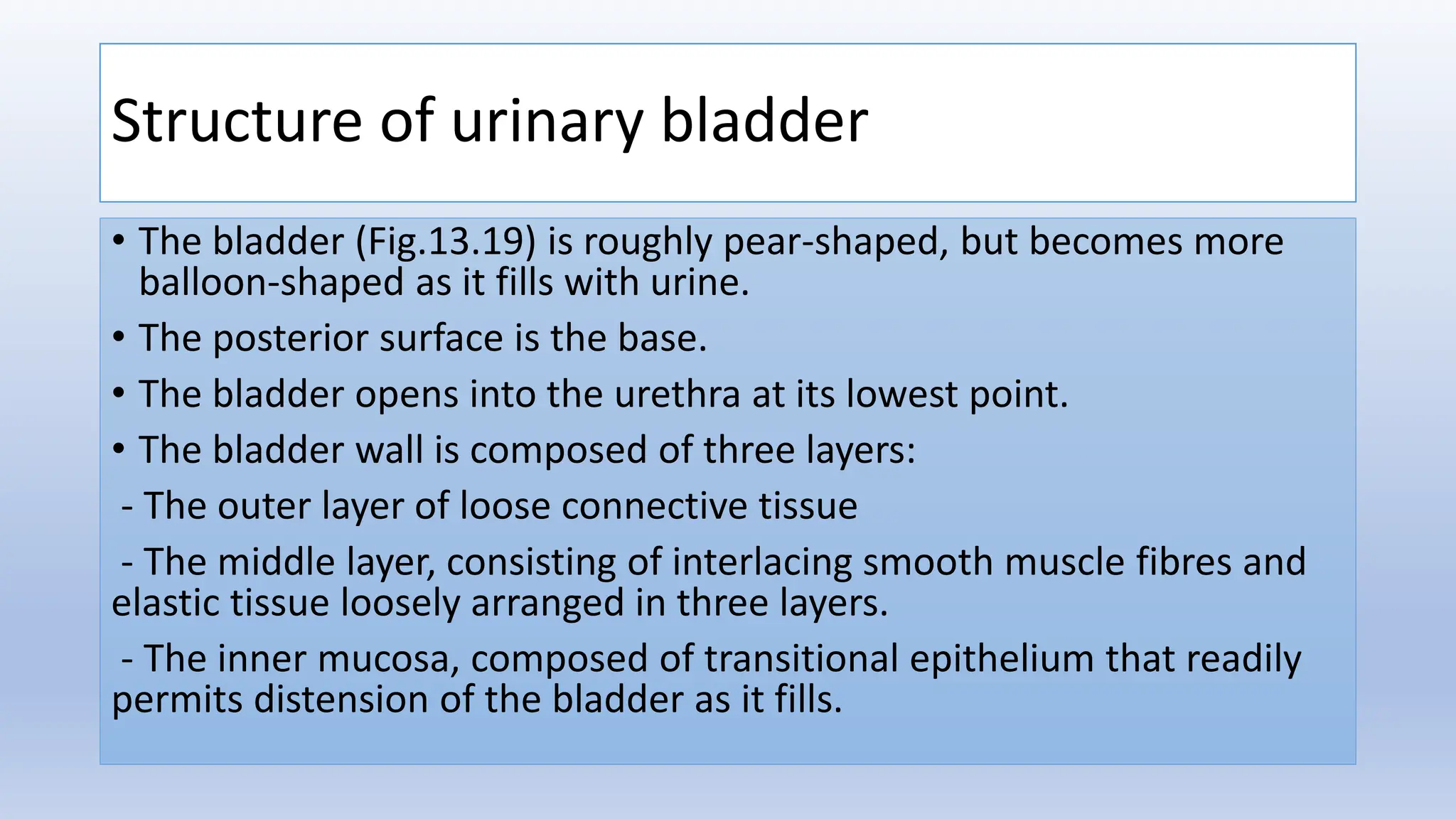 THE URINARY SYSTEM anatomy and physiology | PPT