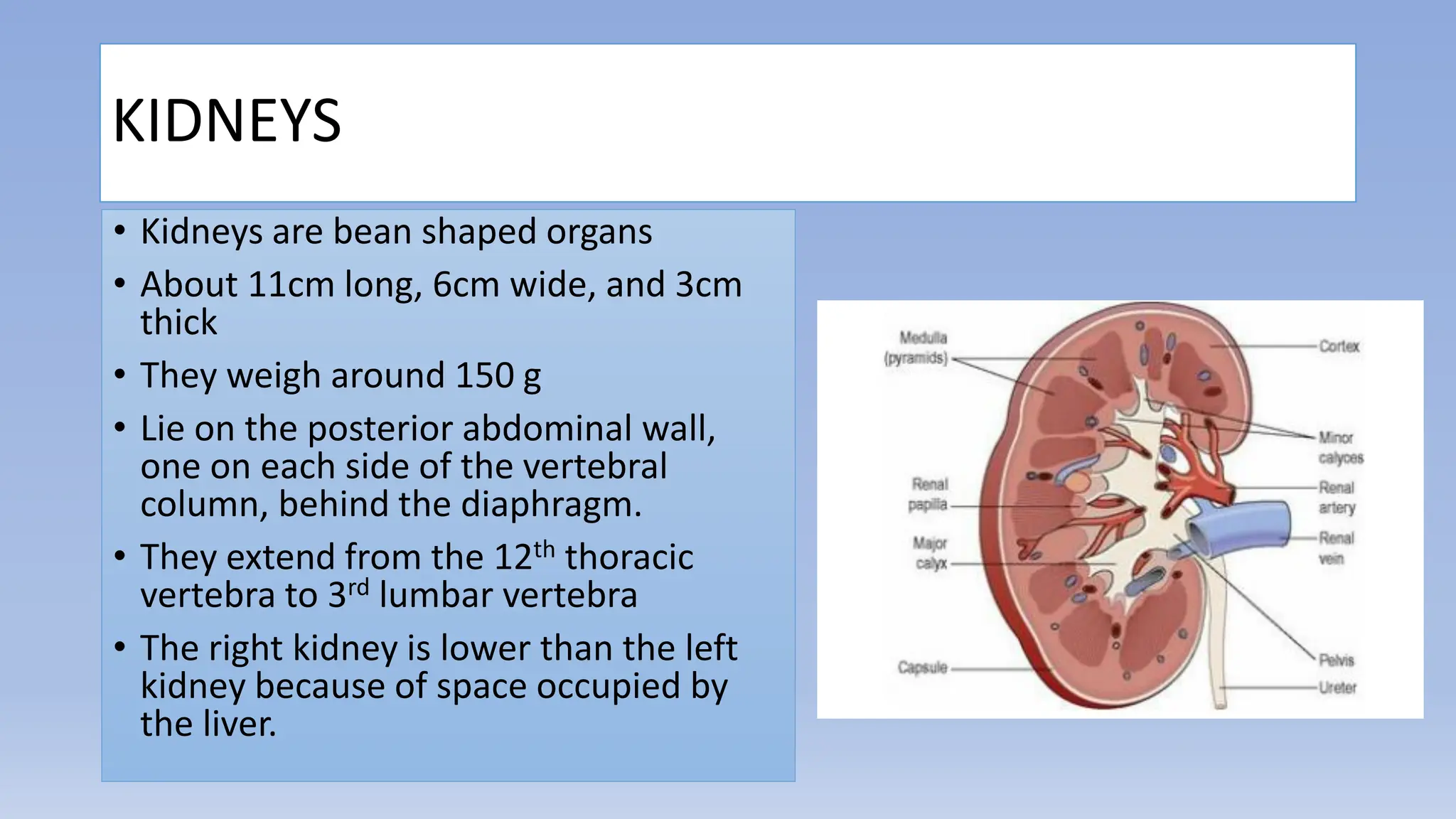 THE URINARY SYSTEM anatomy and physiology | PPT