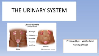 THE URINARY SYSTEM anatomy and physiology | PDF