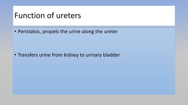 THE URINARY SYSTEM anatomy and physiology | PPT | Free Download