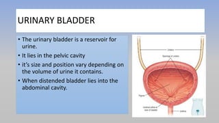 THE URINARY SYSTEM anatomy and physiology | PPT | Free Download