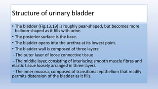 THE URINARY SYSTEM anatomy and physiology | PPT | Free Download