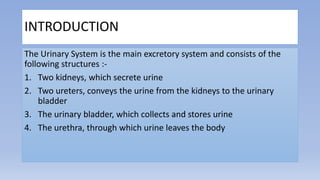 THE URINARY SYSTEM anatomy and physiology | PPT | Free Download
