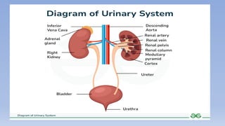 THE URINARY SYSTEM anatomy and physiology | PPT