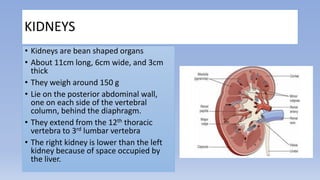 THE URINARY SYSTEM anatomy and physiology | PPT | Free Download