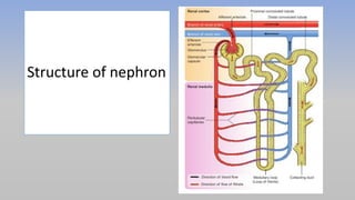 THE URINARY SYSTEM anatomy and physiology | PDF