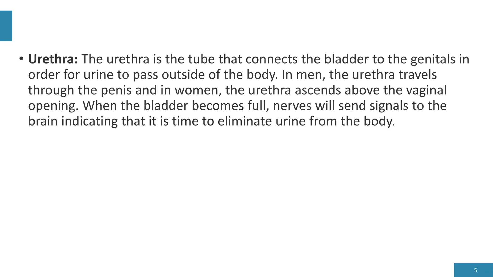 BASIC INTRODUCTION TO THE URINARY SYSTEM.pptx