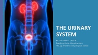 BASIC INTRODUCTION TO THE URINARY SYSTEM.pptx