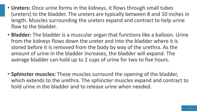 BASIC INTRODUCTION TO THE URINARY SYSTEM.pptx