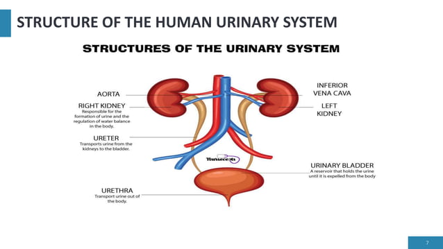BASIC INTRODUCTION TO THE URINARY SYSTEM.pptx