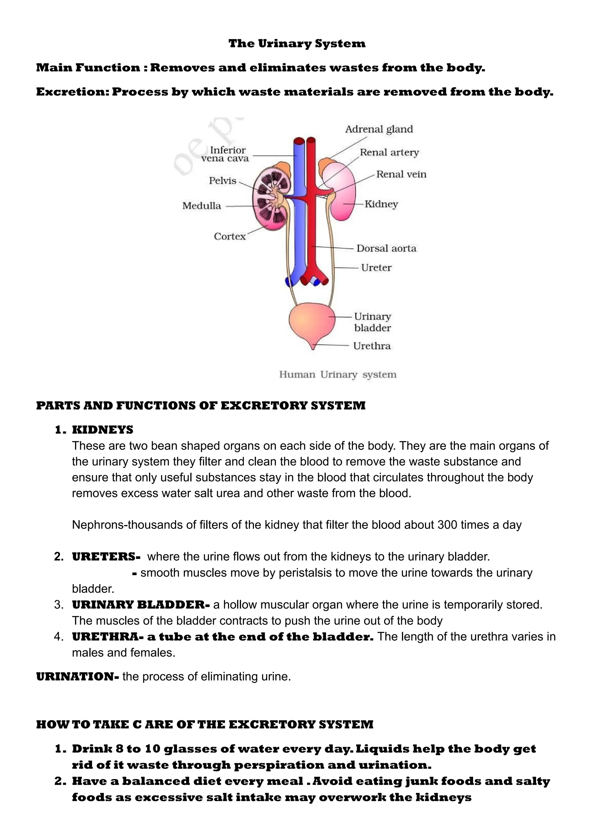 The Urinary System ( Parts and its Functions) | PDF