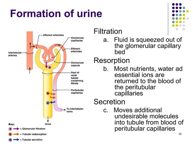 Understanding the Urinary System: Structure, Function, and Health | PPT