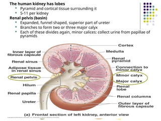 Understanding the Urinary System: Structure, Function, and Health | PPT