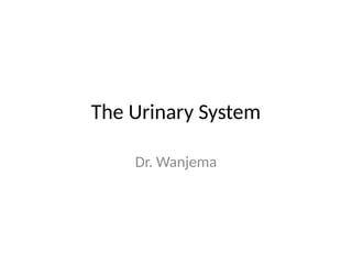 The urinary system's function is to filter blood and create urine as a ...