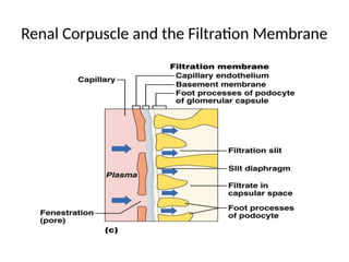 The urinary system's function is to filter blood and create urine as a ...