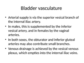 The urinary system's function is to filter blood and create urine as a ...