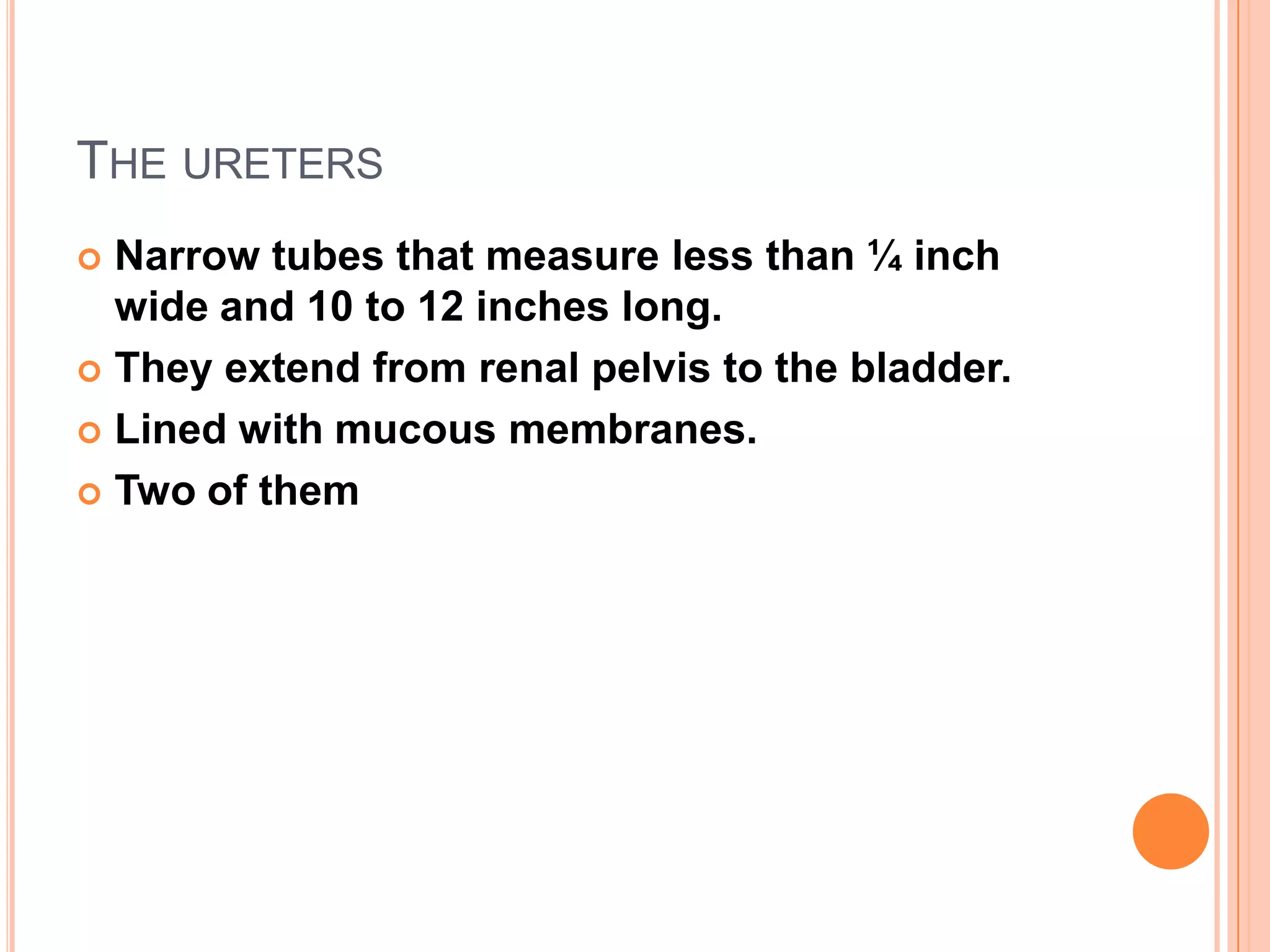 The Urinary System Chapter 9 | PPTX