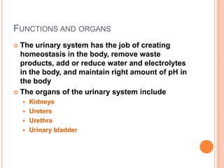 The Urinary System Chapter 9 | PPTX