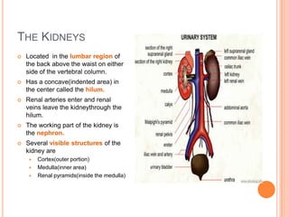 The Urinary System Chapter 9 | PPTX