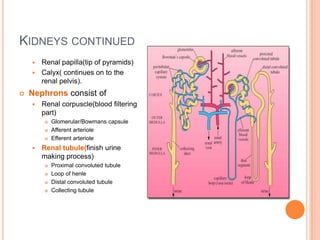 The Urinary System Chapter 9 | PPTX