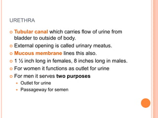 The Urinary System Chapter 9 | PPTX