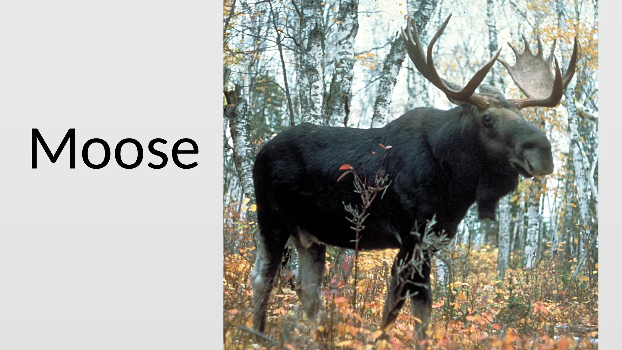 The USA, main facts and basic information.pptx