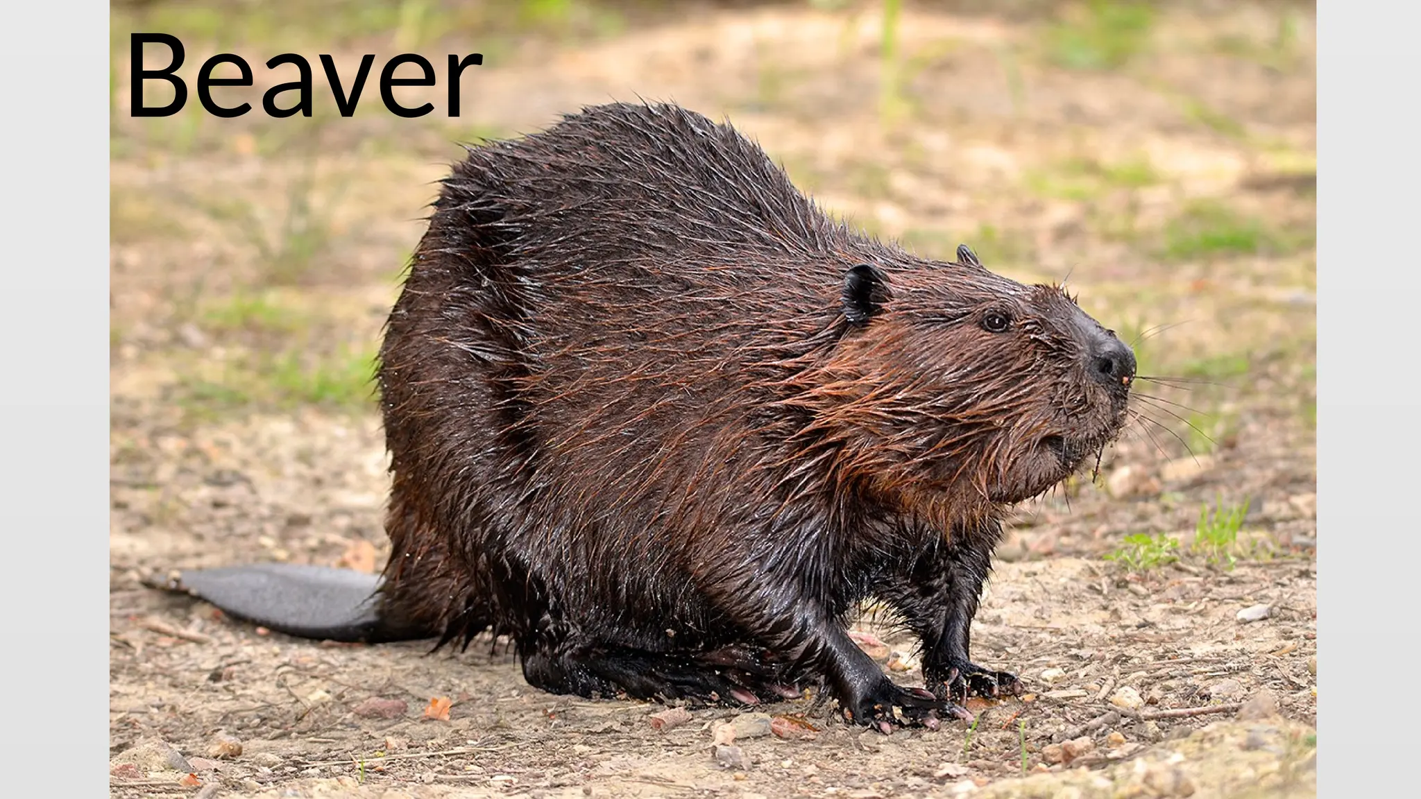 The USA, main facts and basic information.pptx