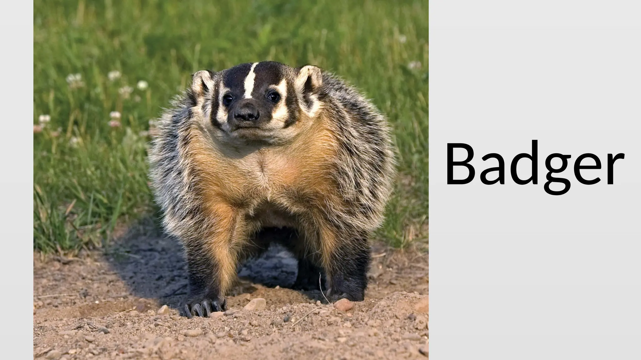 The USA, main facts and basic information.pptx