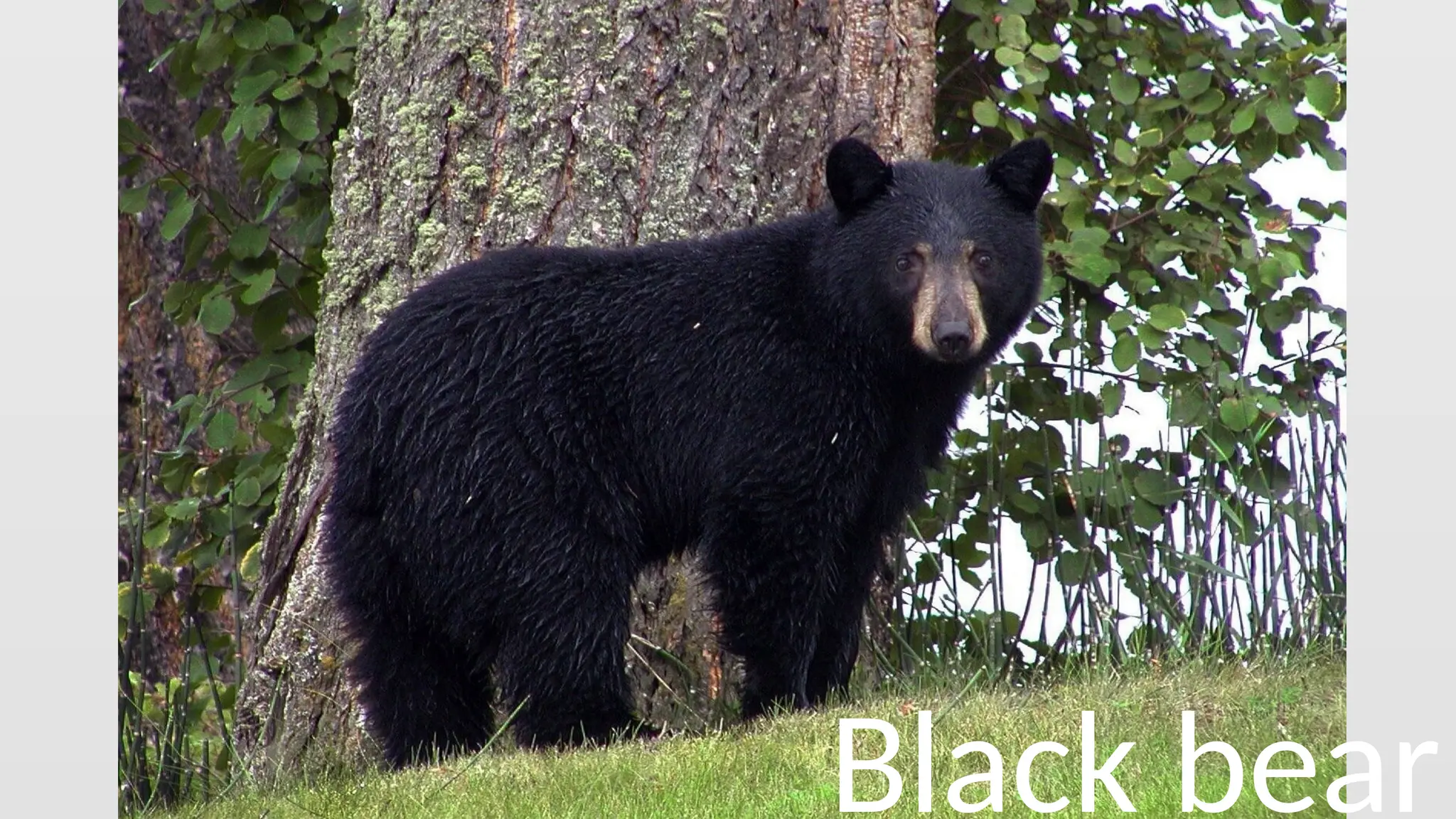 The USA, main facts and basic information.pptx