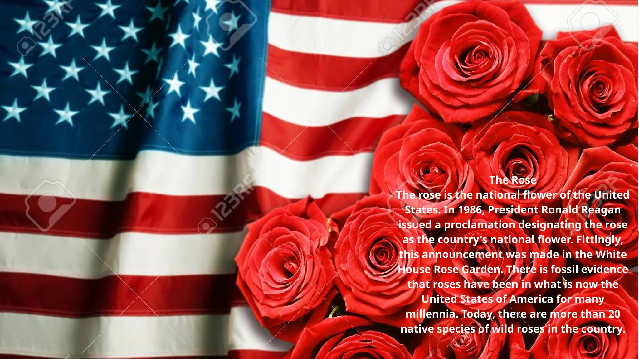 The_United_States_of America. Symbols.pptx