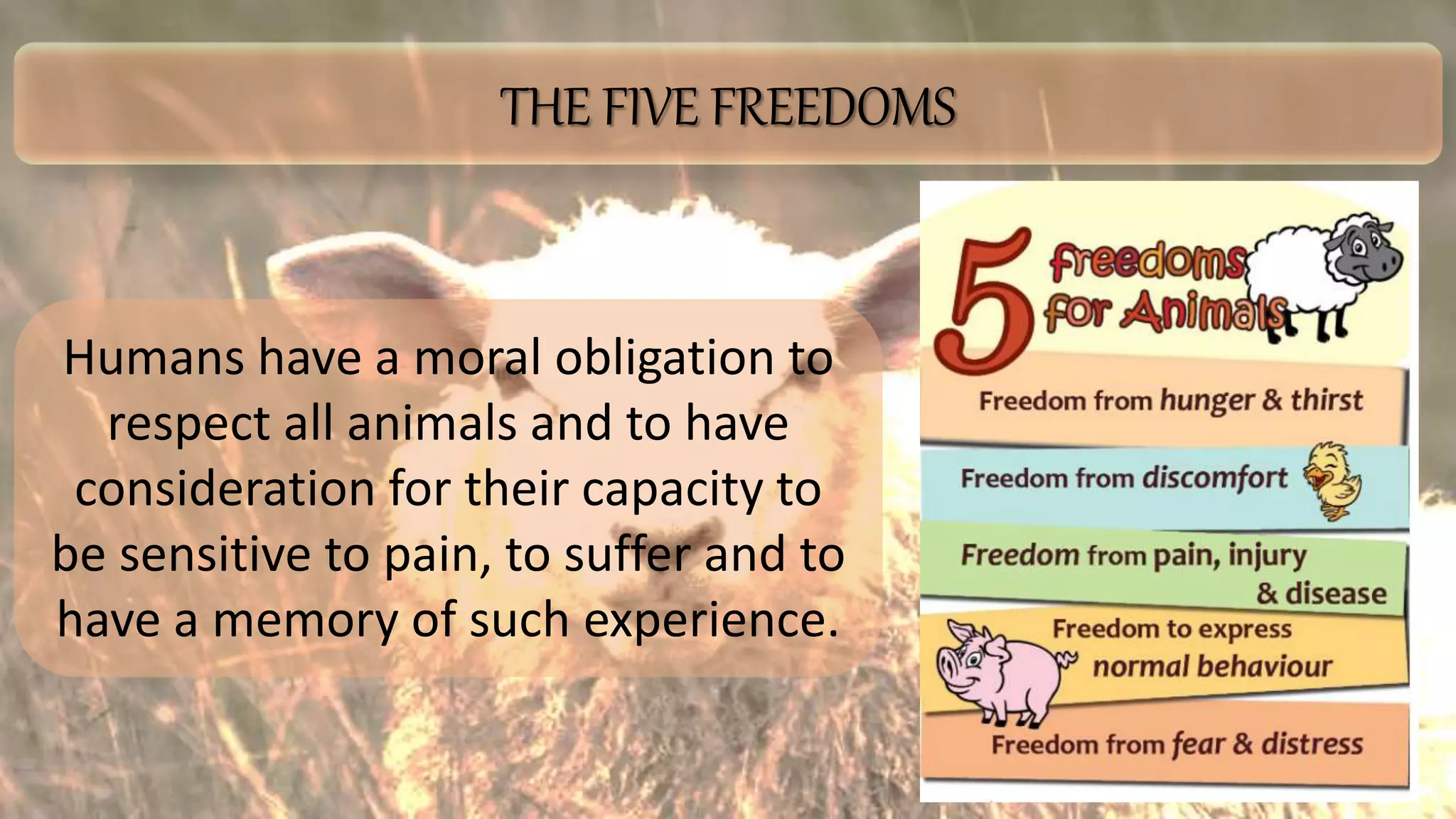 THE USE OF ANIMAL SUBJECTS IN RESEARCH.pptx