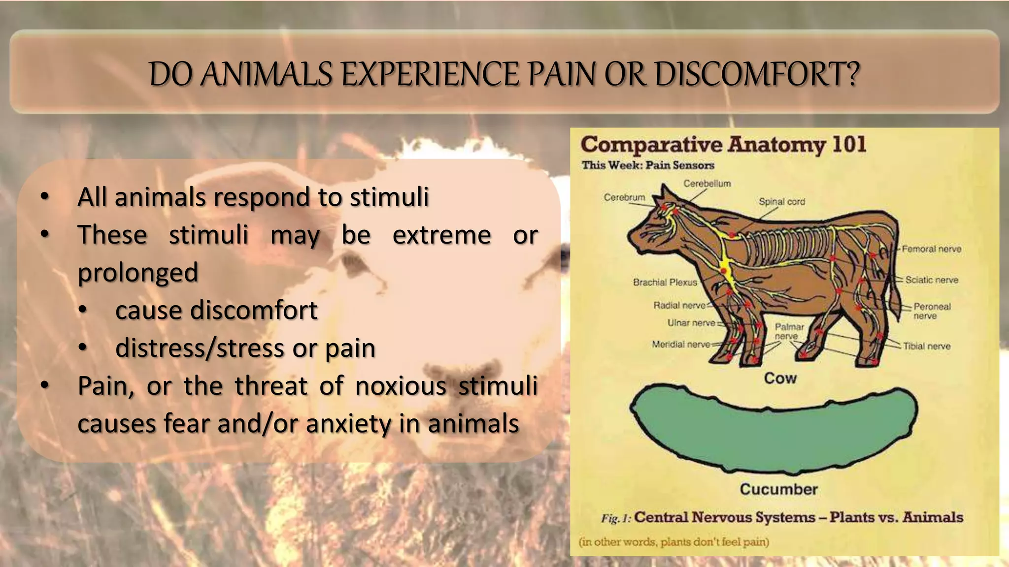 THE USE OF ANIMAL SUBJECTS IN RESEARCH.pptx