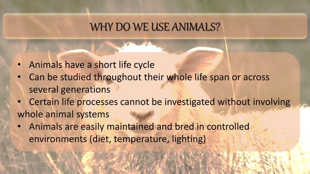 THE USE OF ANIMAL SUBJECTS IN RESEARCH.pptx | Veterinary Medicine | Pets