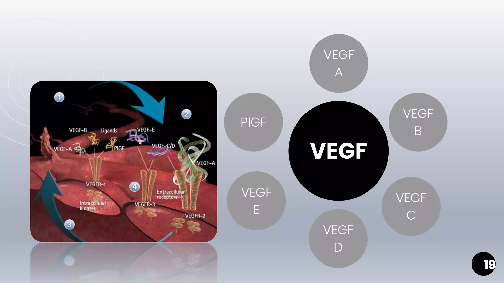 The use of anti vegf in corneal neovascularization | PPTX