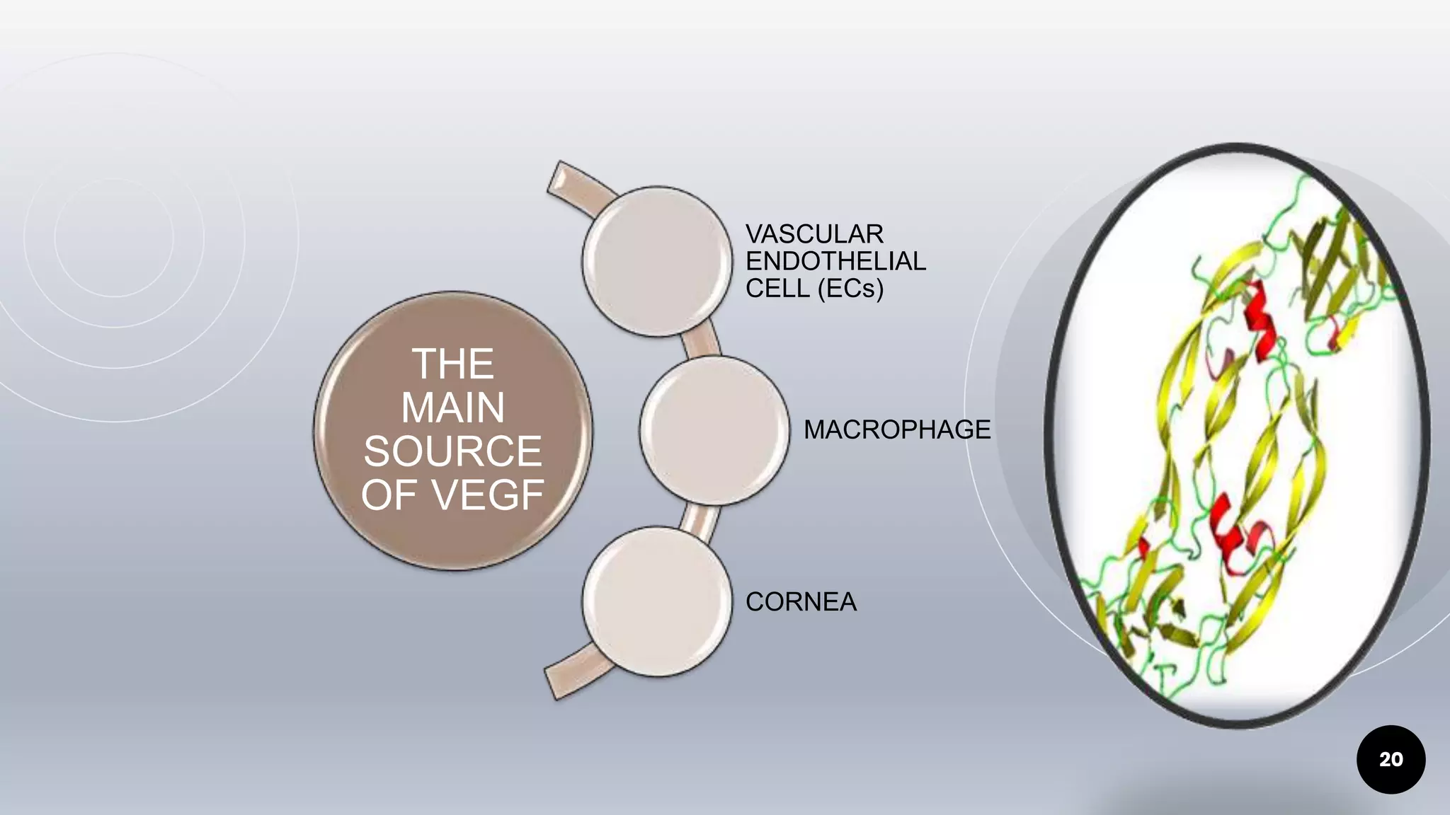 The use of anti vegf in corneal neovascularization | PPTX