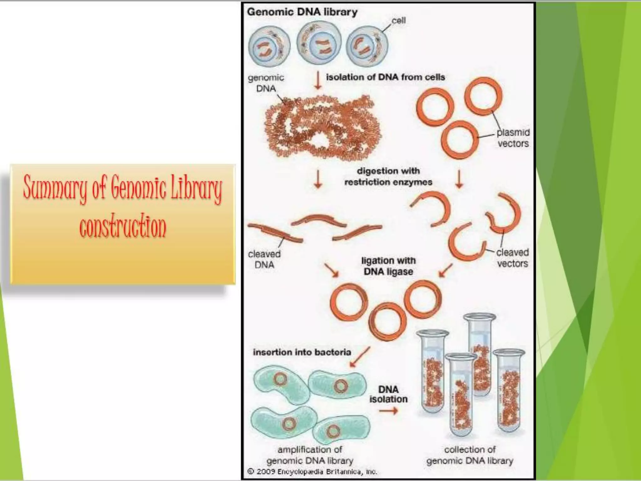 The use of biotechnology for conservation and utilization of plant genetic resources | PDF