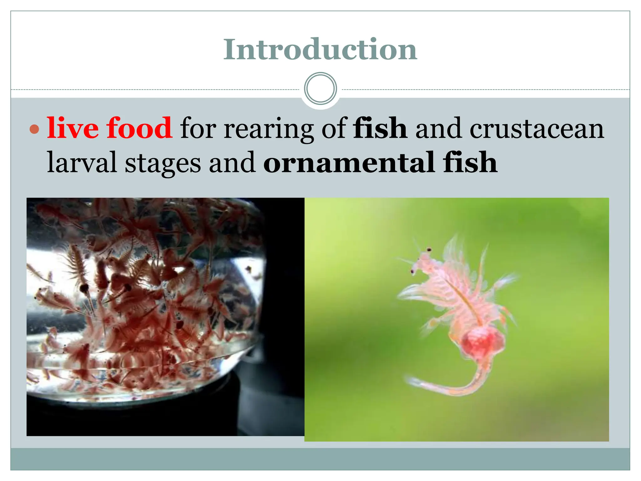 The use of Nauplii and metanauplii artemia in aquaculture (brine shrimp ...