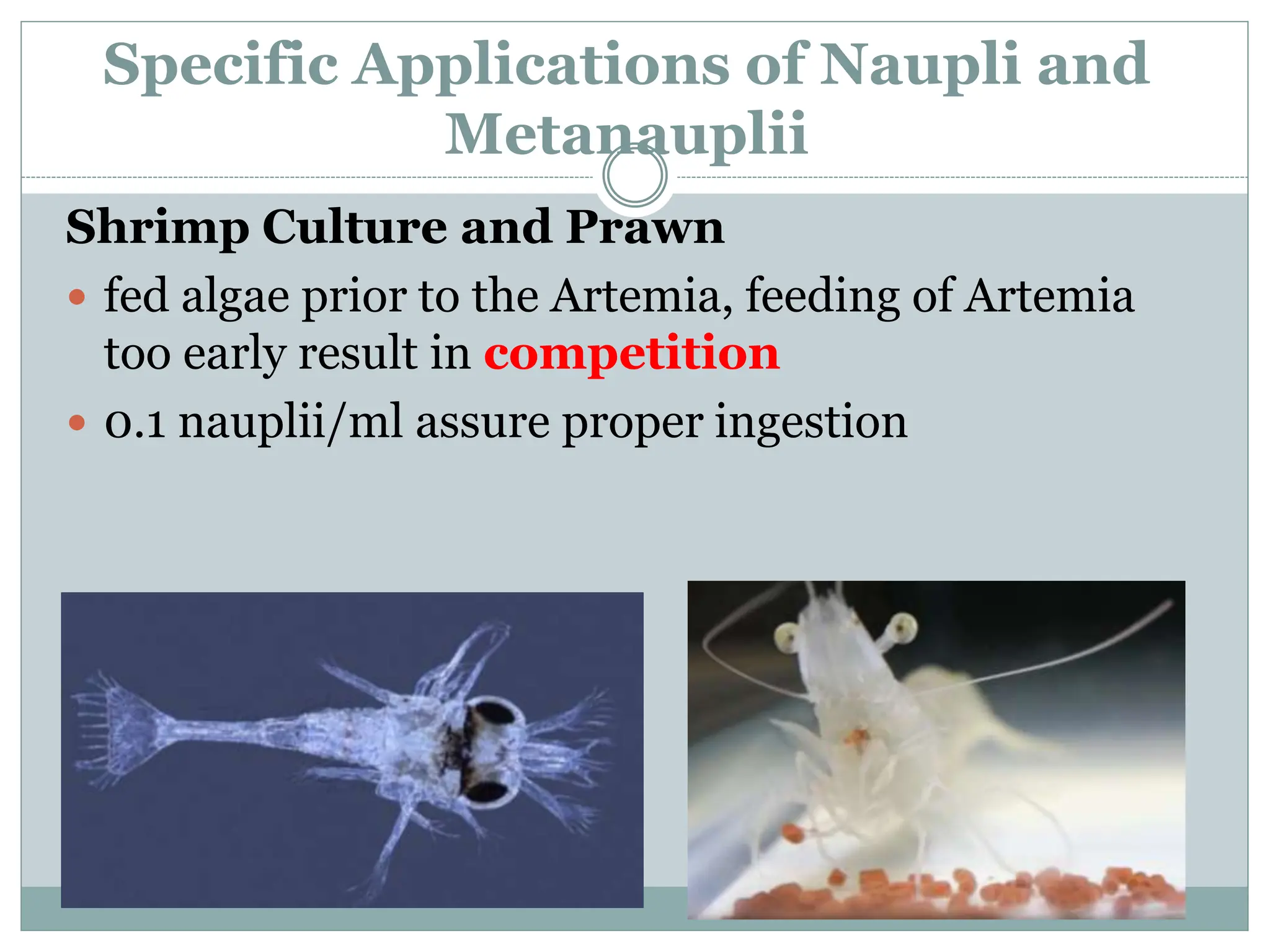 The use of Nauplii and metanauplii artemia in aquaculture (brine shrimp).pptx