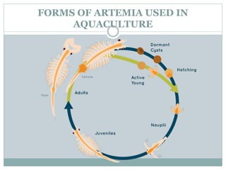 The use of Nauplii and metanauplii artemia in aquaculture (brine shrimp ...