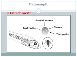 The use of Nauplii and metanauplii artemia in aquaculture (brine shrimp ...