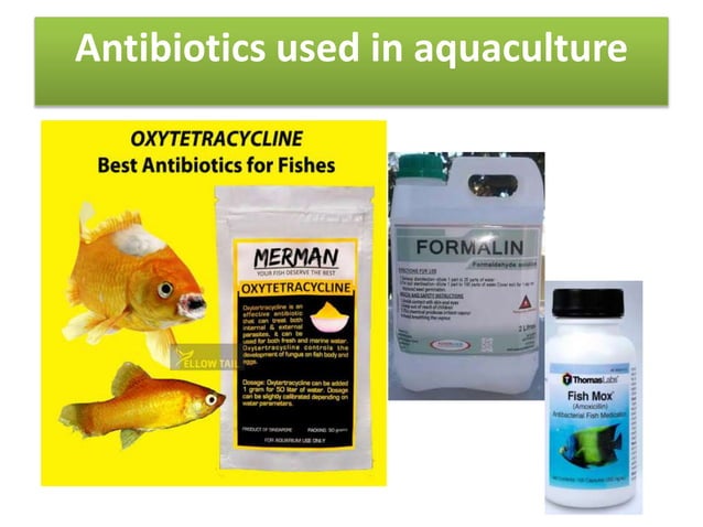 The use of probiotics and antibiotics in aquaculture production.pptx ...