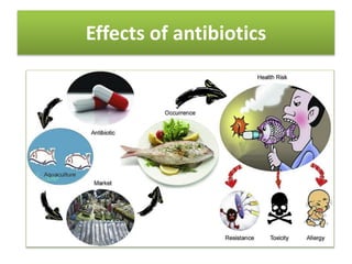 The use of probiotics and antibiotics in aquaculture production.pptx