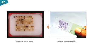 The use of tissue array | PPTX