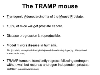The use of whole body irradiation to reduce tumour development in a ...