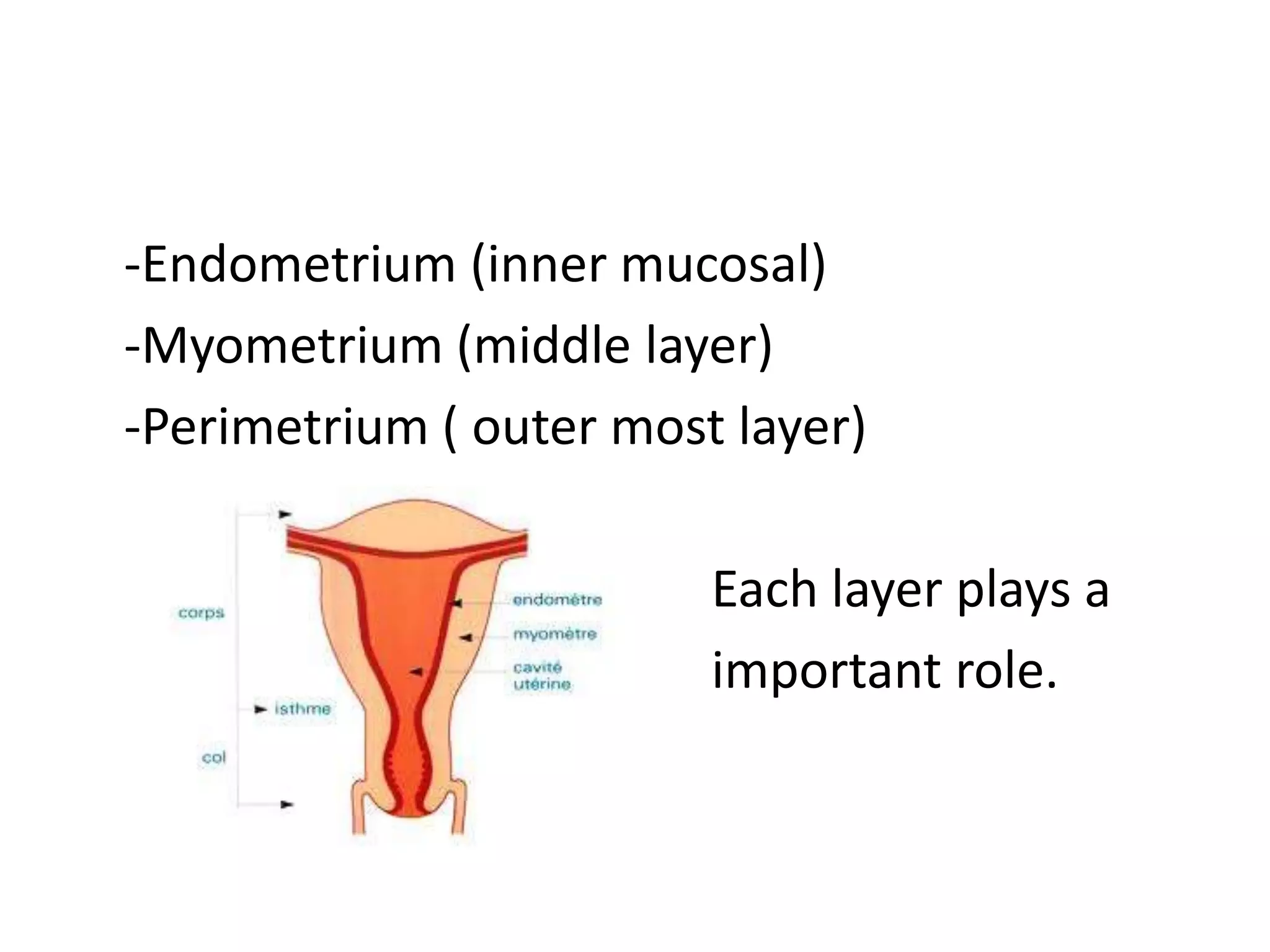 The uterus | PPTX