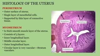 The uterus, its gross anatomy and histology.pptx
