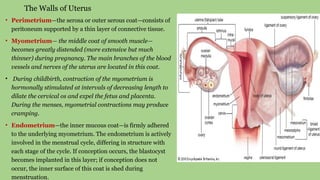 The uterus, its gross anatomy and histology.pptx