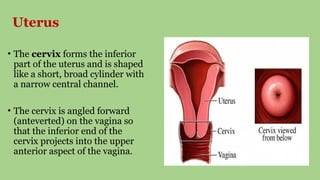 The uterus, its gross anatomy and histology.pptx