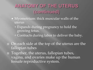 The uterus medical terminology p1 | PPTX